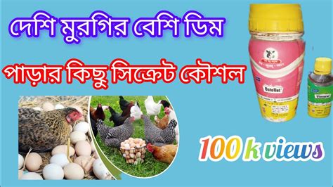 দেশি মুরগিকে কি খাওয়ালে বেশি ডিম দেবে ।if You Feed Native Chickens
