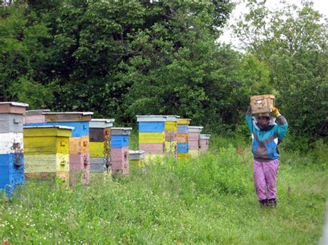 Пчелен мед биологичен пчелен мед и био екологични пчелни продукти прополис пчелен прашец