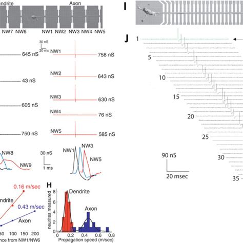 A Optical Image Of A Neuron Interfaced To Three Out Of The Four
