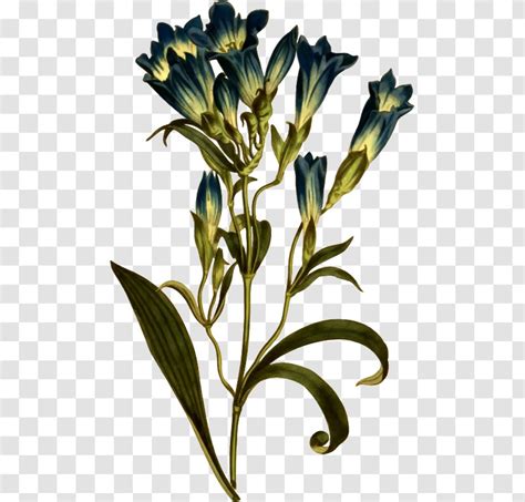 Nordens Flora Botany Botanical Illustration Curtis S Magazine Plant