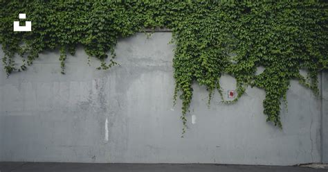 흰 벽에 녹색 식물 사진 Unsplash의 무료 회색 이미지