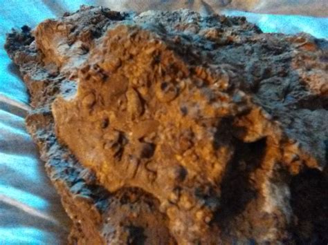 Help Identifying Fossil ID The Fossil Forum Help Identifying Fossil ID The Fossil Forum