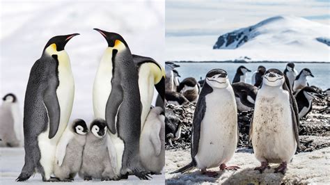 How Do Penguins Keep Warm In Cold Weather Online Field Guide