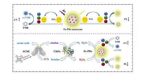 Fluorescent Iron Doped Polymer Dot Nanozyme Based Cascade System For Dual Mode Detection Of