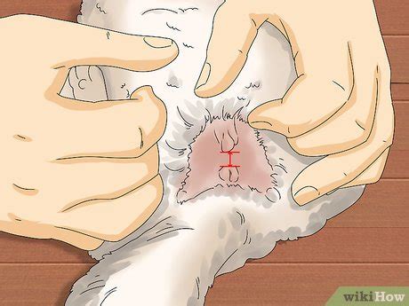 3 Ways To Determine The Sex Of A Chinchilla WikiHow Pet