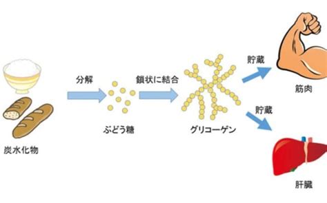 太る原因 グルコースとブドウ糖の違い