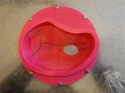 Three Dimensional Groin Model With Mesh Download Scientific Diagram