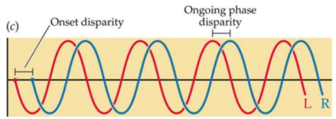 Lecture 18 Auditory System I Lateralization Of Neural Functions