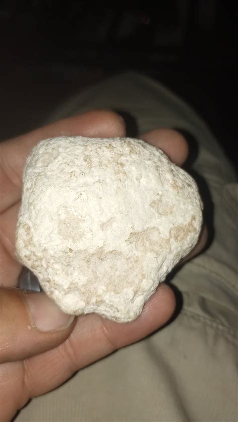 Fossil Clam Rfossilid