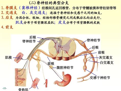25周围神经系统 脊神经 1 Word文档在线阅读与下载 无忧文档