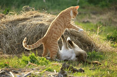 Learn How To Stop Cats From Fighting Identify The Triggers