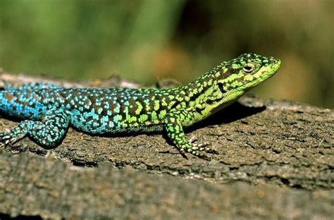 Liolaemidae Лекторій бібліотека