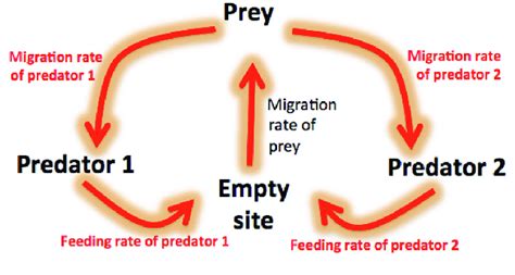 Coupling Two Intransitive Loops Download Scientific Diagram