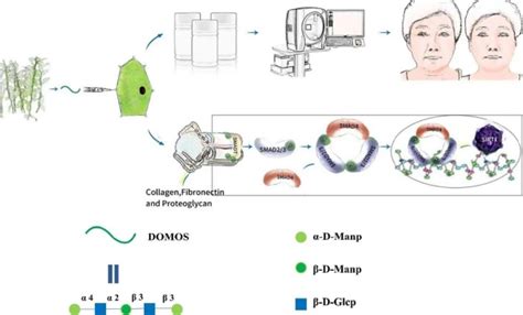 我校农业化学研究团队与合作团队联合在铁皮石斛多糖方面取得新进展 云南农业大学