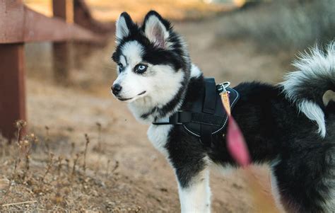 Pomsky Breed Profile Things To Know Before Adopting A Pomsky