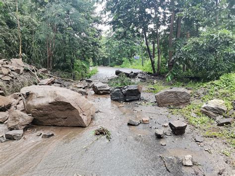 Bayesian Inference Tree Based On Mitochondrial 12s Rrna Sequences