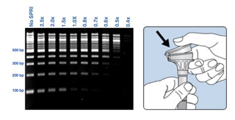 Extracting Cell Free Dna From Plasma Enseqlopedia