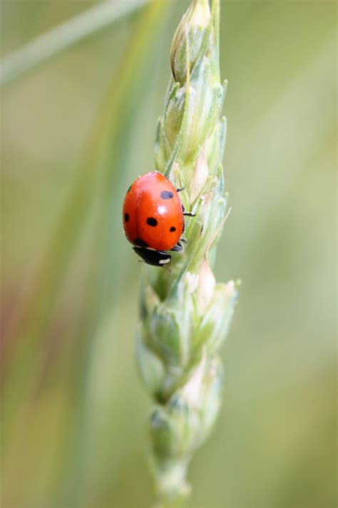 Keeping Aphids In Check Online And Off Grainews