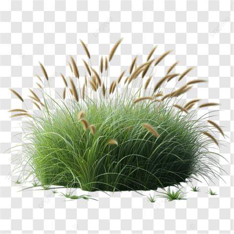 Grass Randaring On Trasfarent Background Grass Grass 3d Green Png
