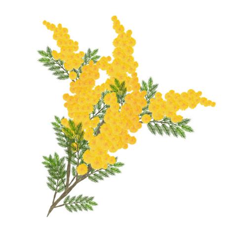 330 Acacia Dealbata Ilustrasi Foto Stok Potret And Gambar Bebas