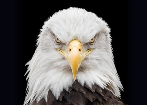 Endangered Eagles