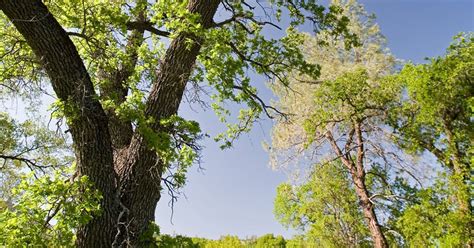 Plant Rooting Depth Database Groundwater Resource Hub