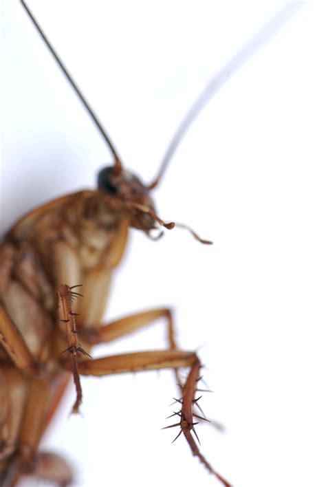 Biomimicry Kth Inspirational Cockroach