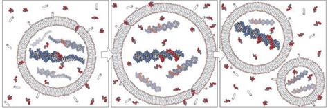 Schematic Of A Model Primitive Cell Fatty Acid Bilayer And Rna Or