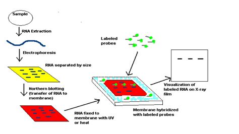 Nucleic Acid Hybridization Nucleic Acidpptx