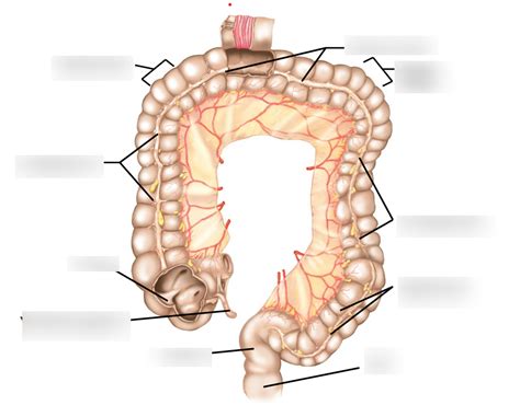 Diagram 2 Diagram Quizlet