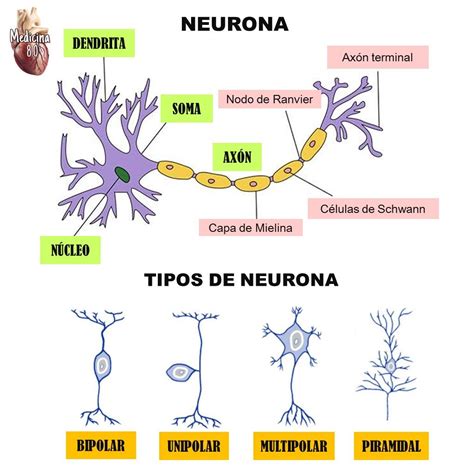 Neurona Temas De Psicologia Tecnico Auxiliar De Enfermeria Imagenes