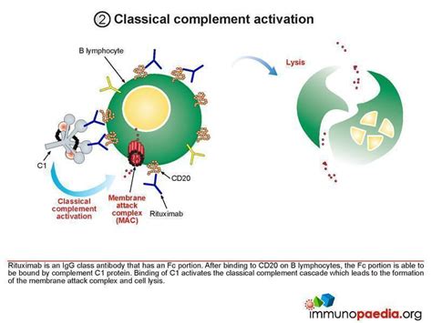 Rituximab Immunopaedia