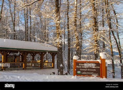 Usa Alaska Chilkat River Valley Chilkat Bald Eagle Preserve Viewing