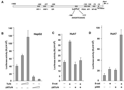The Il 8 Promoter Is Activated By Catenin Tcf4 A Schematic Download Scientific Diagram
