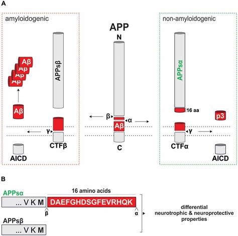 Amyloid Precursor Protein