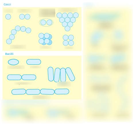 Micro Test Review Diagram Quizlet