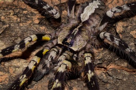 P Regalis Arachnoboards