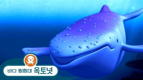 바다 탐험대 옥토넛 희귀한 알비노 혹등고래 모음집 Youtube