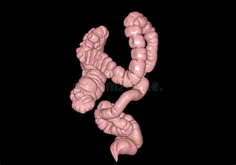 Ct Colonography 3d Rendering Image Showing Colon For Screening Colorectal Cancer Stock
