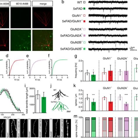 The Amplitude Of Synaptic And Extrasynaptic Nmdar Mediated Currents Is
