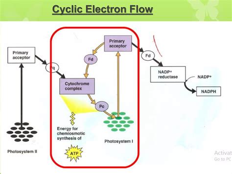 Chloroplast And Light Reaction Pptx