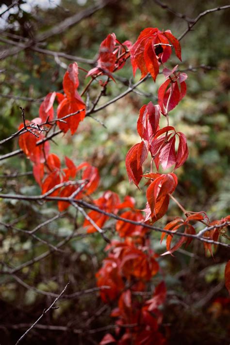 A Tree With Red Leaves From Pikwizard