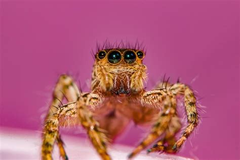Premium Photo Macro Shot Of Spider