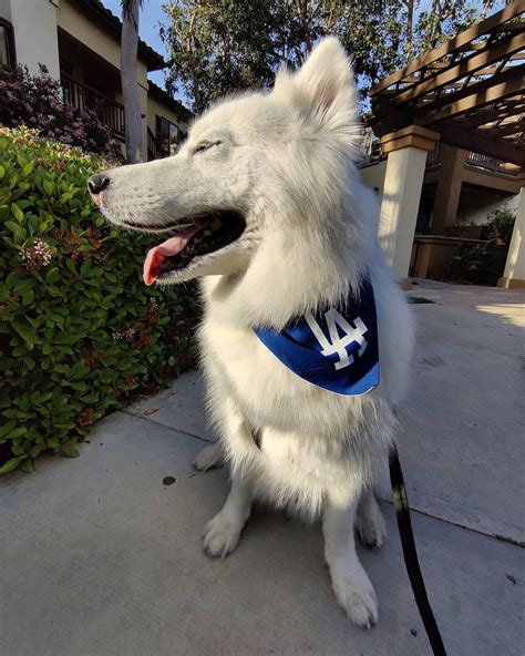 Samoyed Husky Mix Samusky Owners Guide