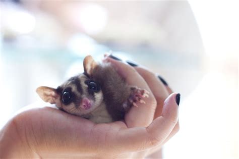 How To Tell The Sex Of A Pet Sugar Glider Cuteness