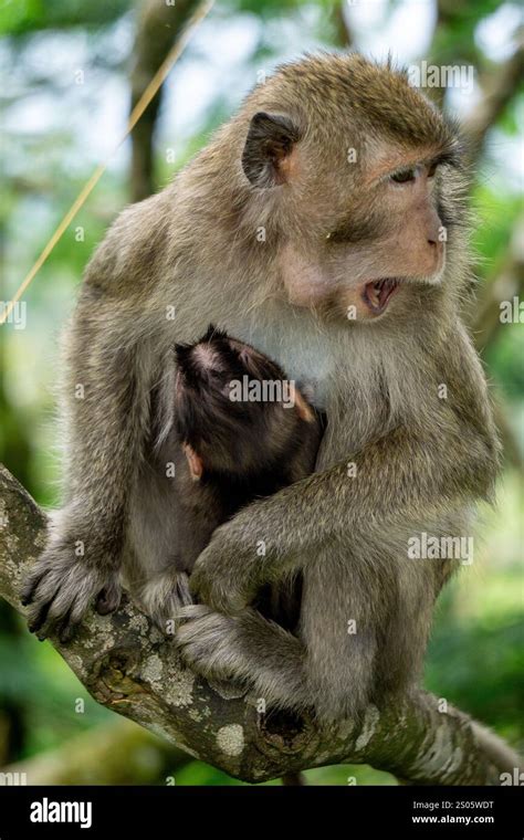 Macaca Fascicularis Kera Ekor Panjang Monyet Ekor Panjang Long