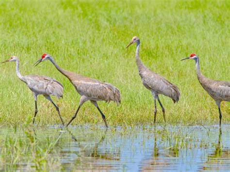22 Largest Birds In Ontario By Weight Length Wingspan