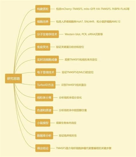 文献分享 If 16 的设计思路原来是这样的，线粒体 代谢重编程 糖酵解 自噬四大国自然热点齐聚一堂 知乎