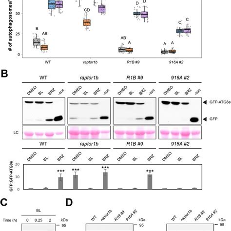 Proposed Model For Autophagy Regulation By Bin2 Mediated Download