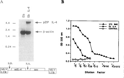 Figure 1 From Persistence Of Dormant Tumor Cells In The Bone Marrow Of Tumor Cell Vaccinated